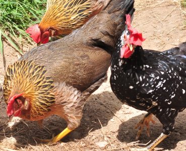 Ancona Chicken - Breed Profile - Backyard Poultry